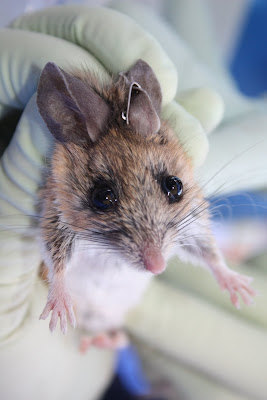 Robert and Kate....plus eight paws: The Month of May....how fast it ...