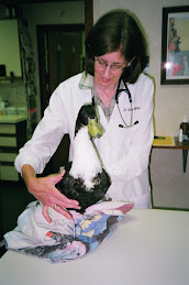 Kelly's Critter Talk