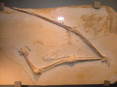 pan-Aves: Jura Museum Eichstätt – ráj ptačí evoluce (recenze)