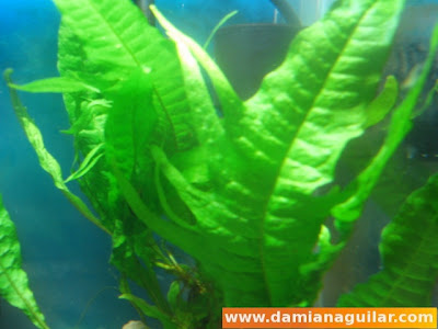 Plantas acuáticas: Helecho de Java (Microsorium pteropus) : Acuarios ...