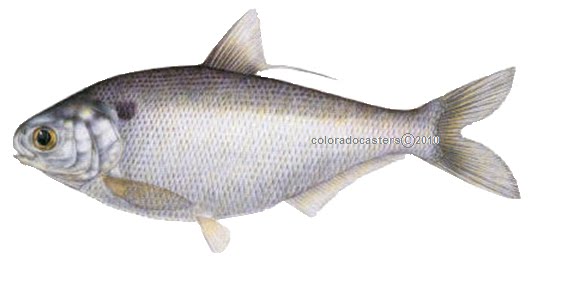 ColoradoCasters: Let’s get to know…”Gizzard Shad”