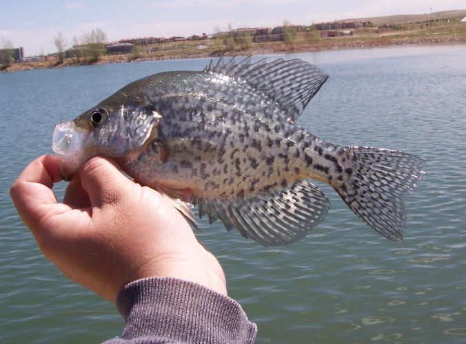 ColoradoCasters: Let’s get to know…”The Crappie”