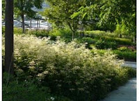 grounded design by Thomas Rainer: Super Perennials: Five Little Known ...