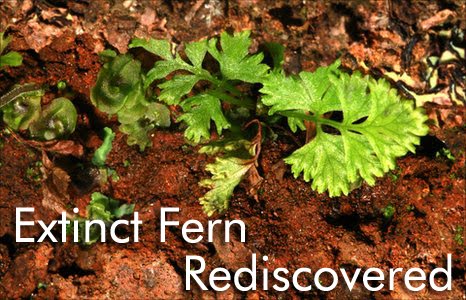 grounded design by Thomas Rainer: Experts Rediscover Ancient Fern ...
