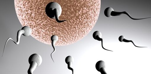 CroZena: Začeće i ovulacija