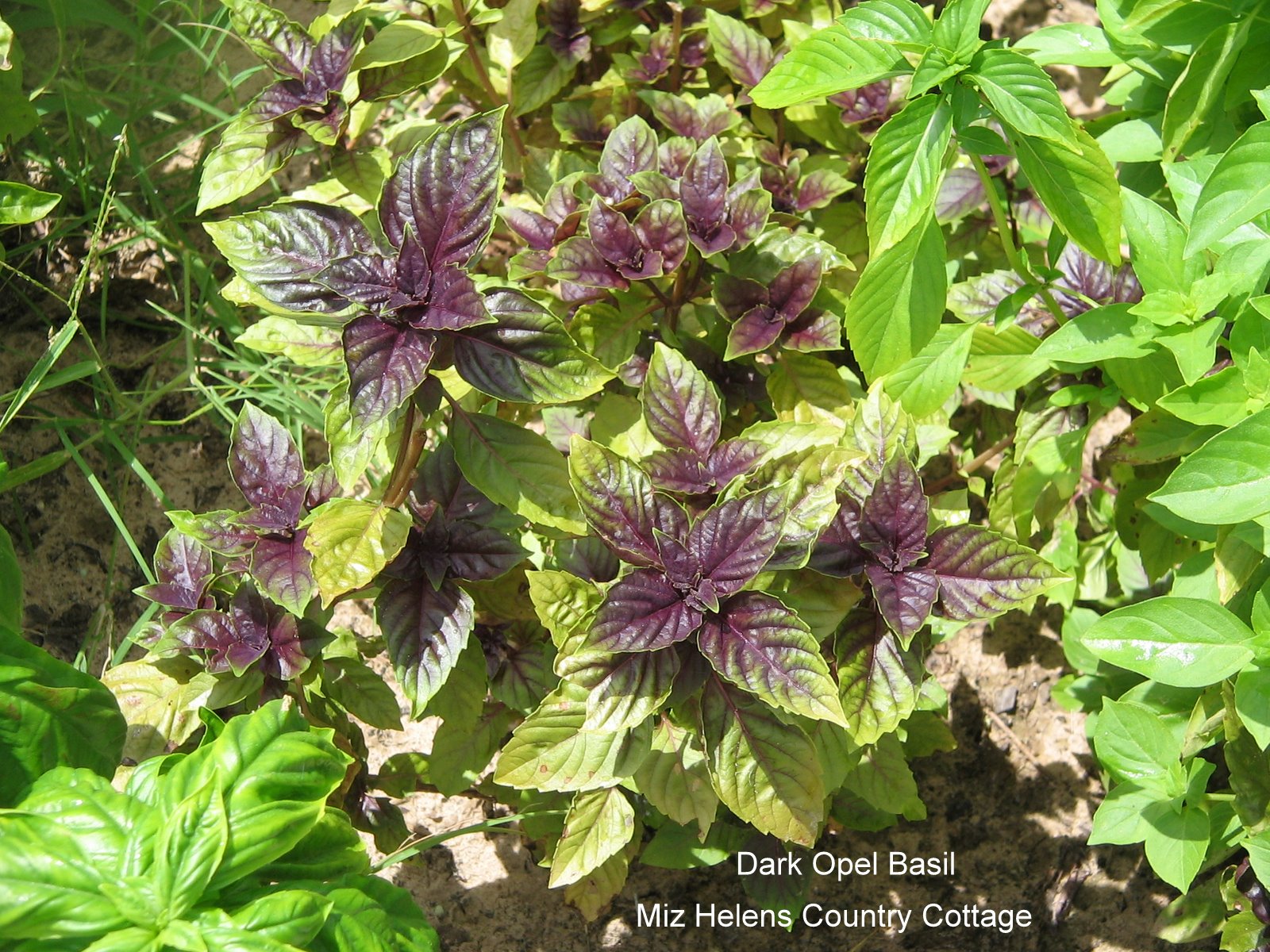 How About All Those Herbs: Part Two