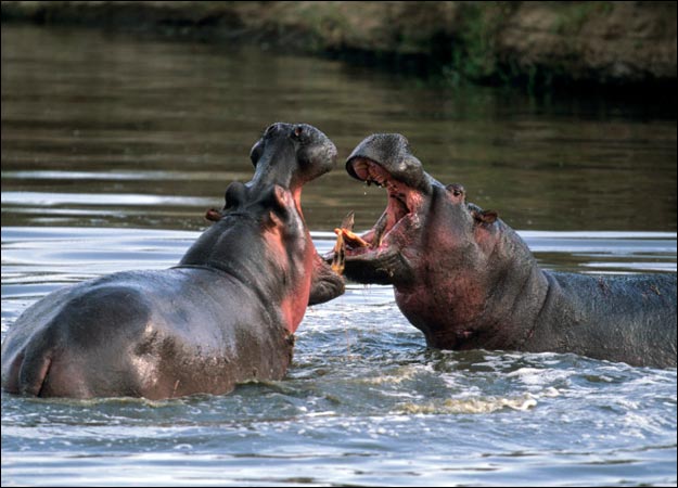 WILD LIFE: Hippo facts