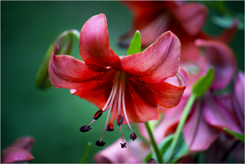 Flowers: Flowers III.