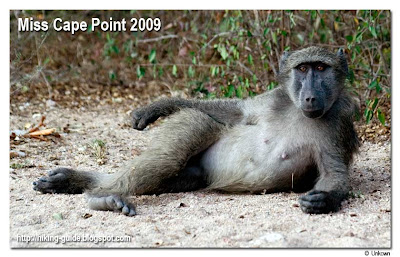 Our Hiking Guide: Miss Cape Point 2009