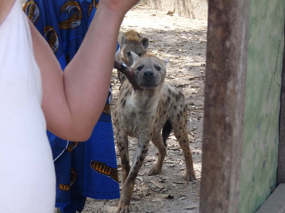 Wild About Mull: Gambia 2011