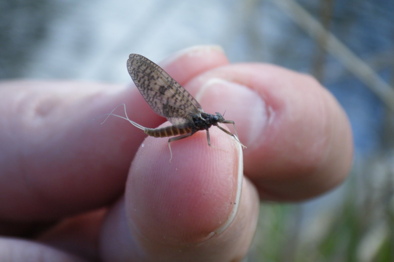 Soggy Boots: Early May Yakima River Bugs
