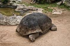 The Animal Blog: Island Gigantism