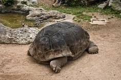 The Animal Blog: Island Gigantism