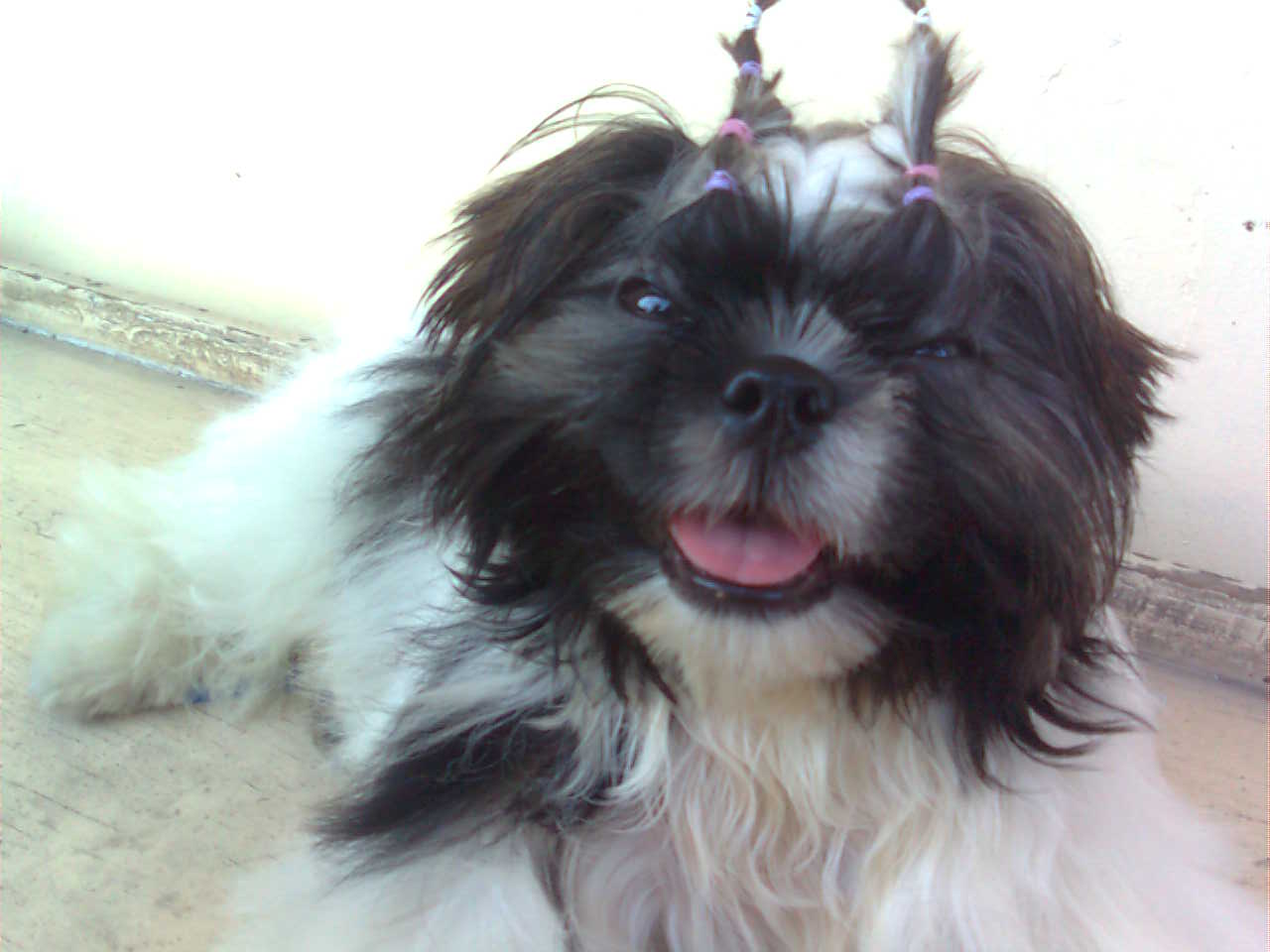 Adorable Baby Shih Tzu