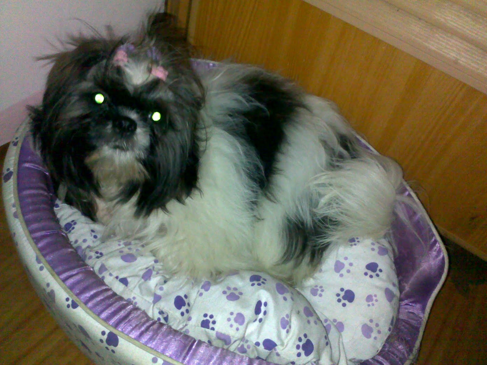 Adorable Baby Shih Tzu: my cutest little baby shih tzu