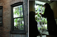 Sustainable Living: Window farming