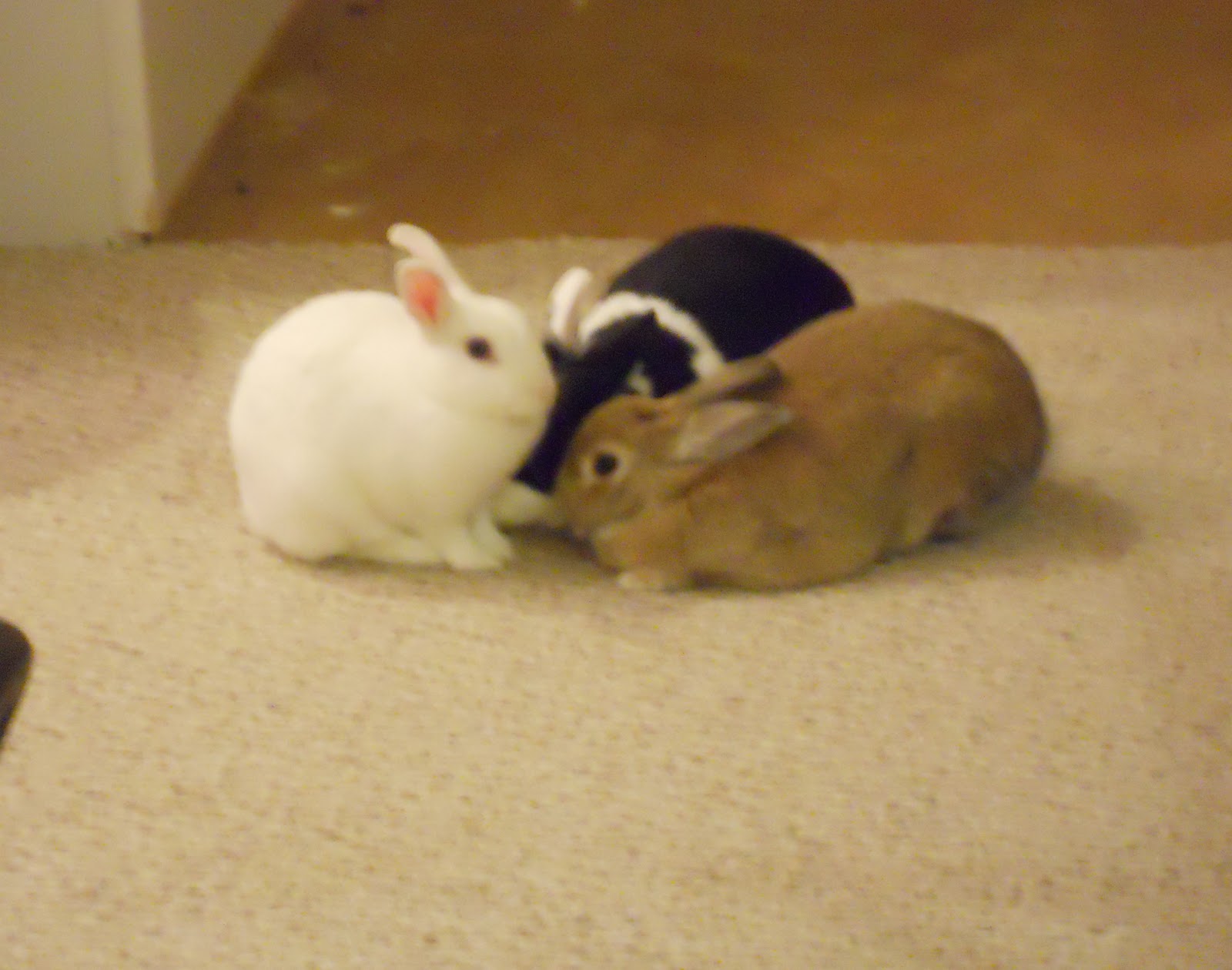 Rabbit Ramblings: It's not being paranoid if they are really plotting ...