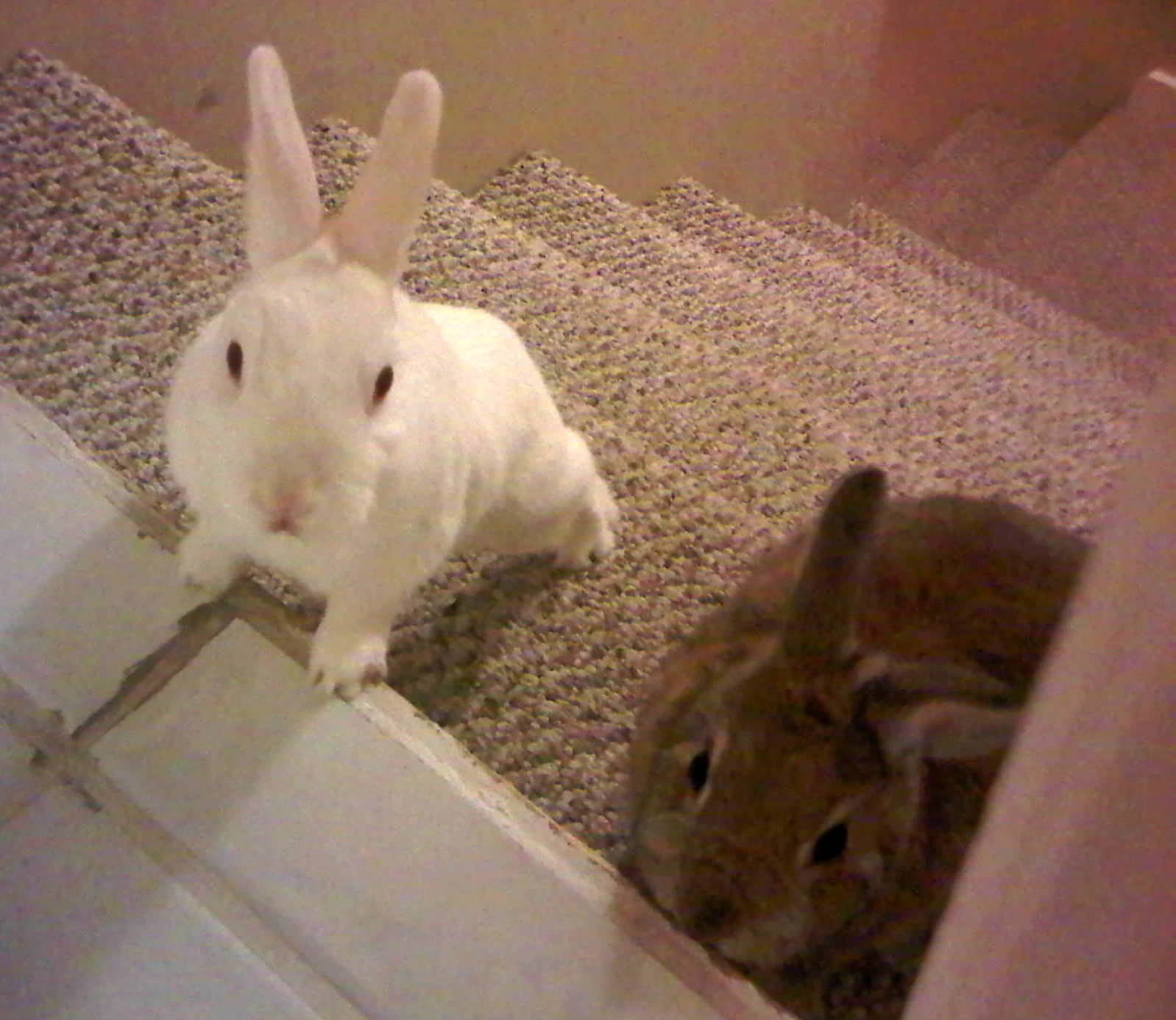 Rabbit Ramblings: Top 10 Ways You Know You Love Your Bunny (x 4)