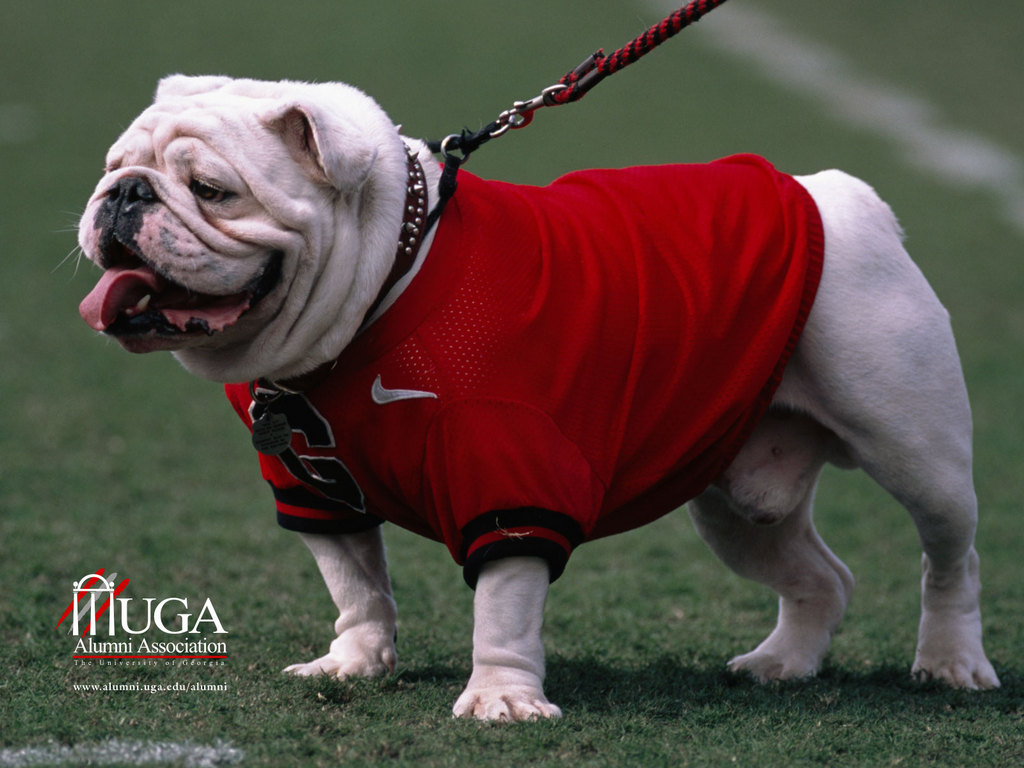 photography HD: dogs puppy,dogs Wolf,dogs Golden Retriever Puppies,dogs ...