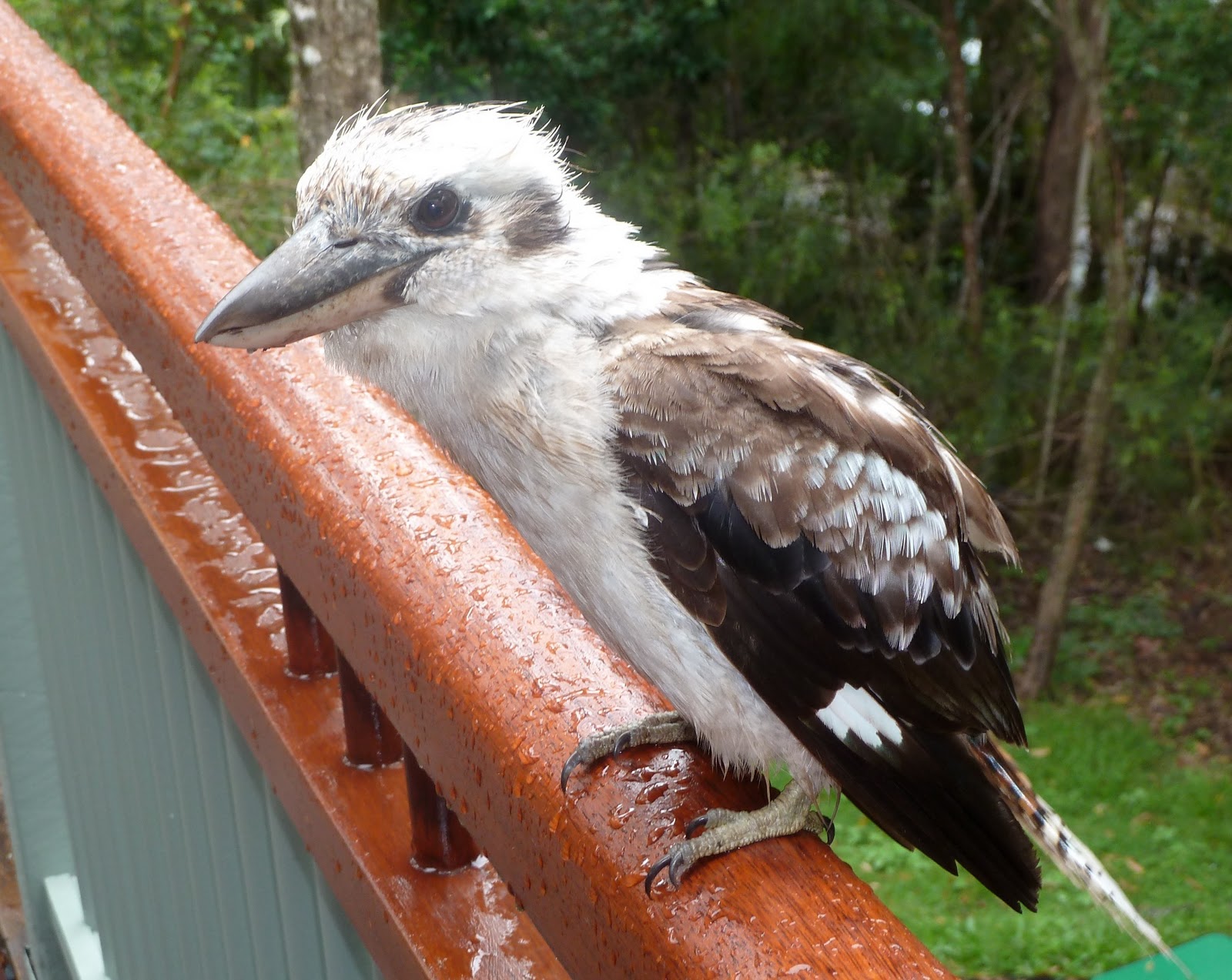 A Welsh girl in Australia: Parrots, Kookaburras and Cicadas