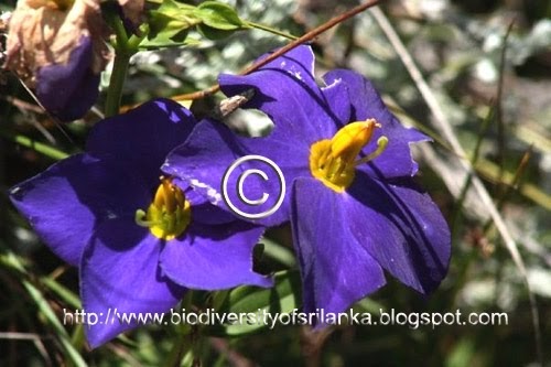 Biodiversity of Sri Lanka: බිනර/ගිණිහිරිය[Binara/Ginihiriya] (Exacum macranthum [Syn: Exacum ...