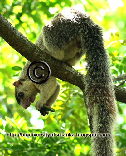 Biodiversity of Sri Lanka: දඬු ලේනා[Dandu Lena]/Giant squirrel (Ratufa ...