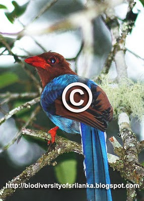 Biodiversity of Sri Lanka: කැහිබෙල්ලා/කන්කෑරැස්සා[Kahibella]/Blue ...