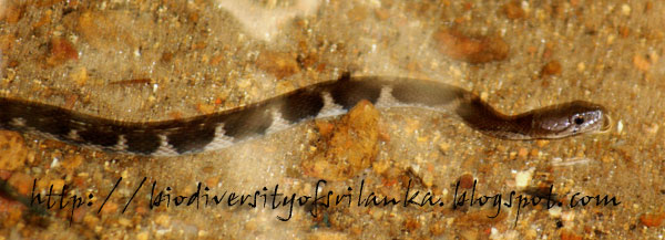Biodiversity of Sri Lanka: Sri Lankan Keelback/දියබරියා[Diya Bariya ...
