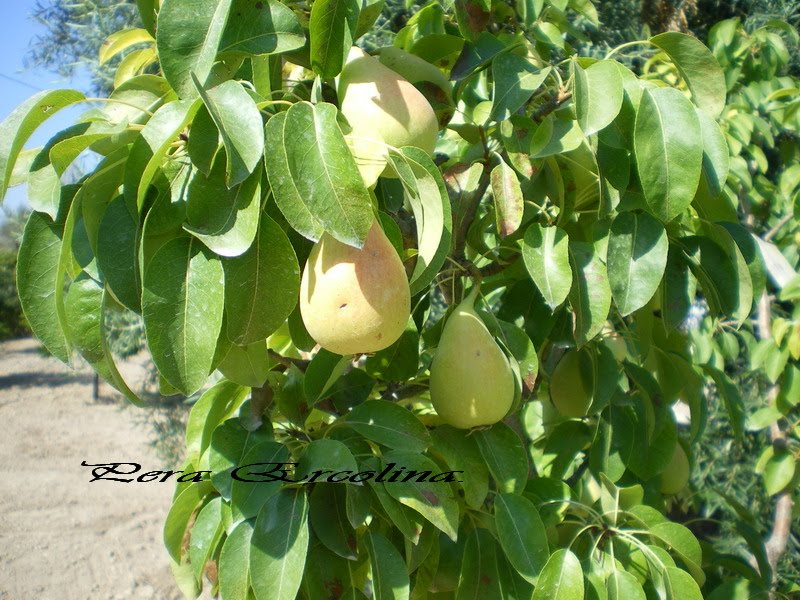 MI HUERTO: PERAL ERCOLINA