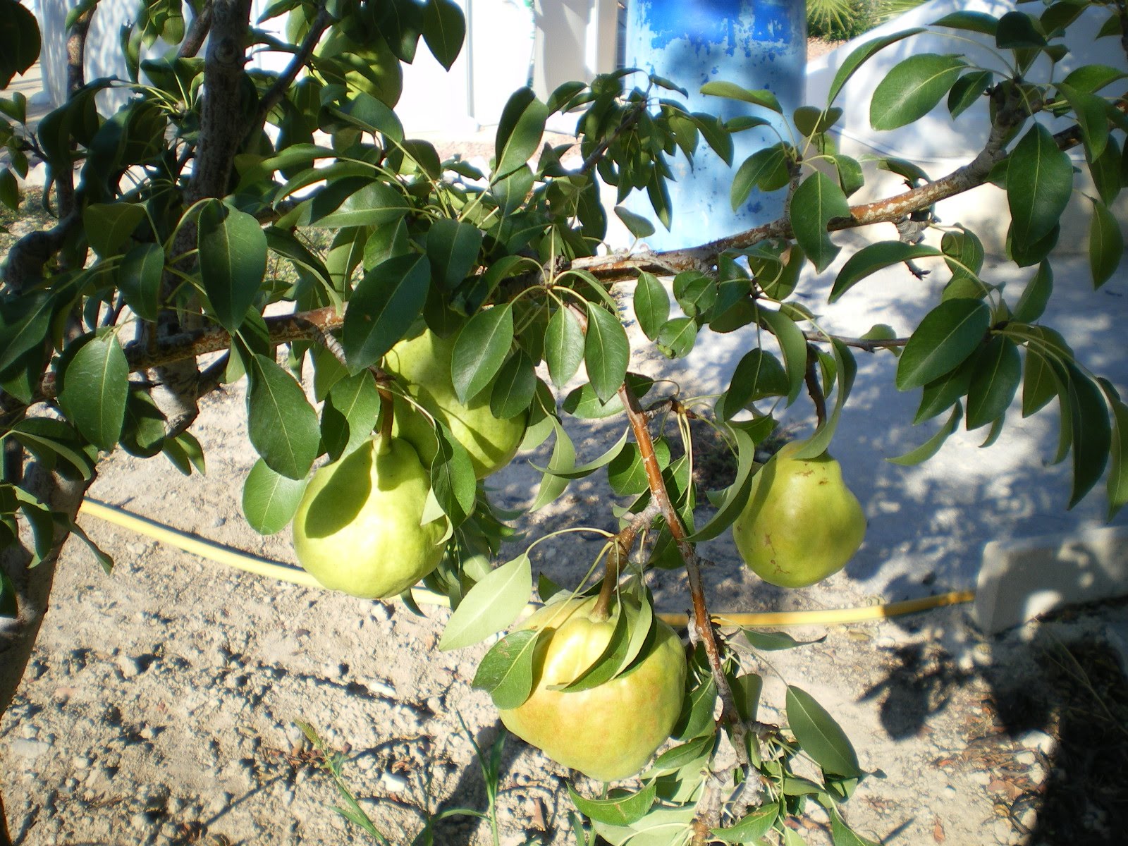 MI HUERTO: PERAL DE INVIERNO