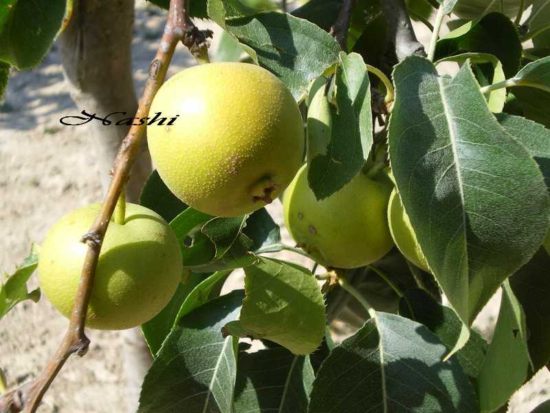 MI HUERTO: NASHI O PERA JAPONESA.