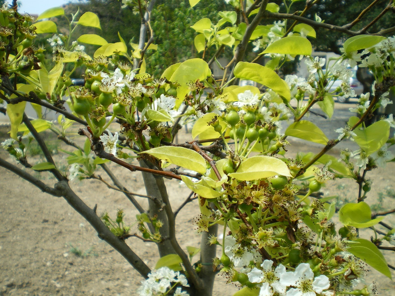 MI HUERTO: NASHI O PERA JAPONESA.