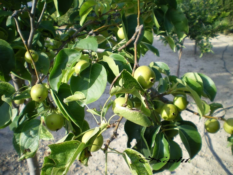 MI HUERTO: NASHI O PERA JAPONESA.