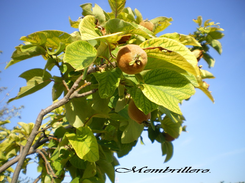 MI HUERTO: MEMBRILLERO