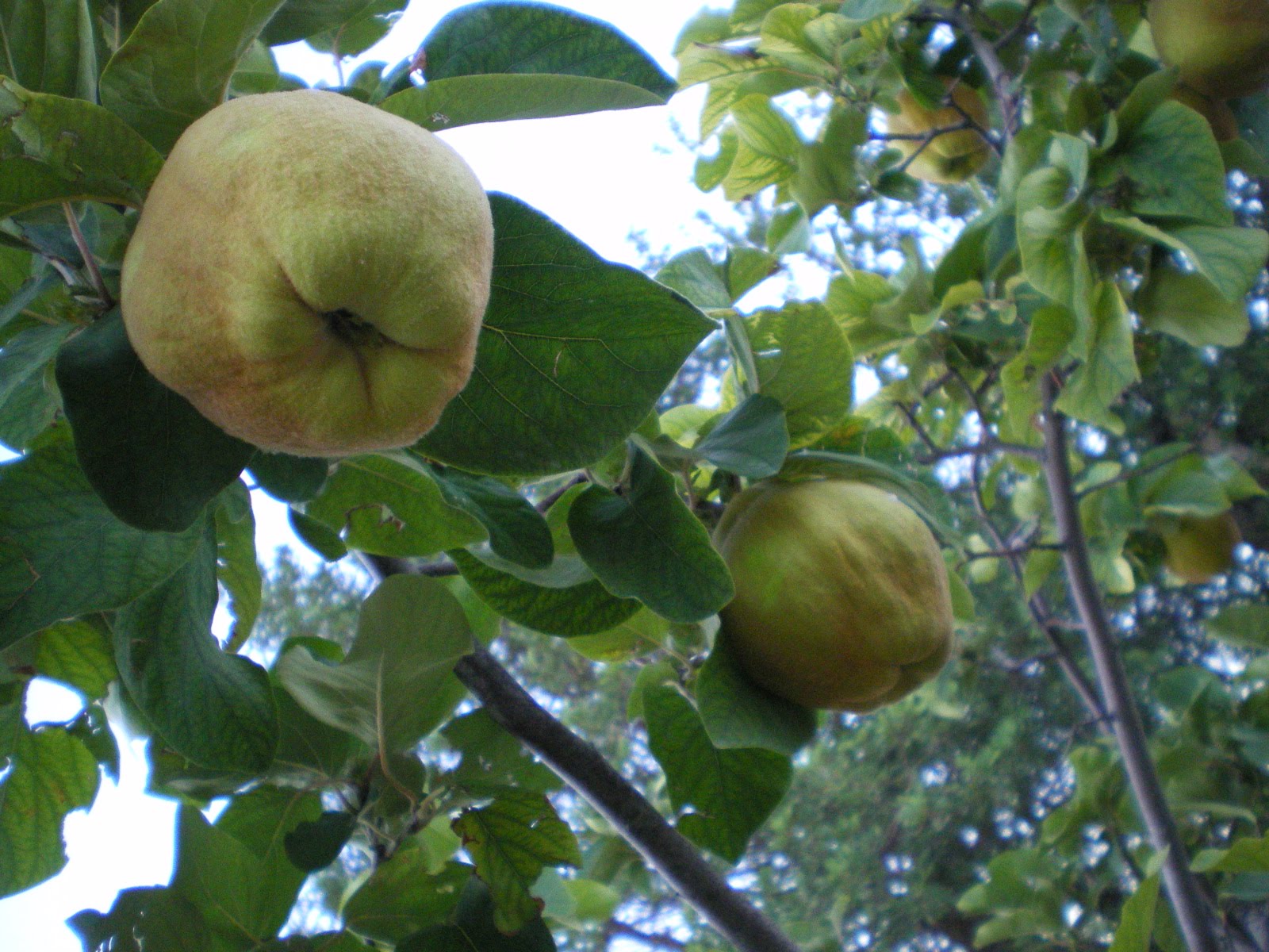 MI HUERTO: MEMBRILLERO