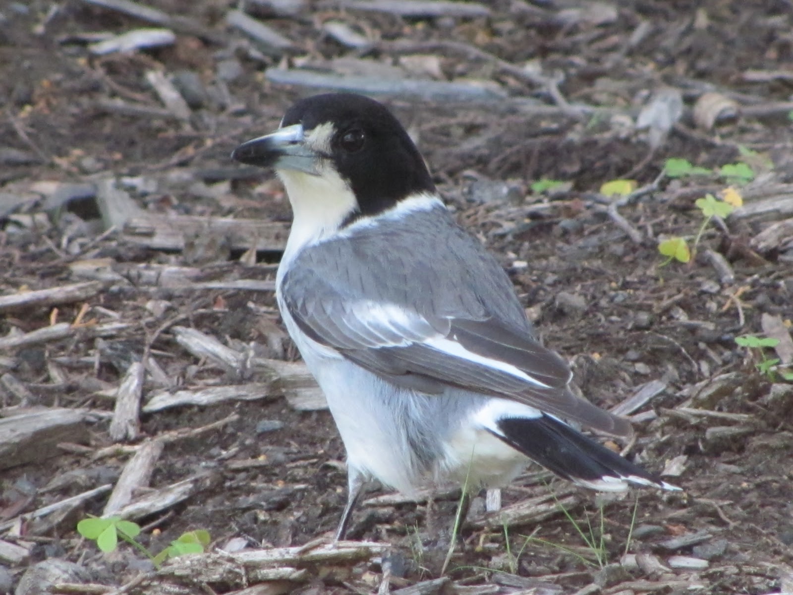 Barwon Blog: December 2010