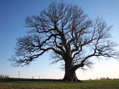 Mõtisklusi: Tamme-Lauri tamm