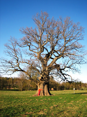 Mõtisklusi: Tamme-Lauri tamm