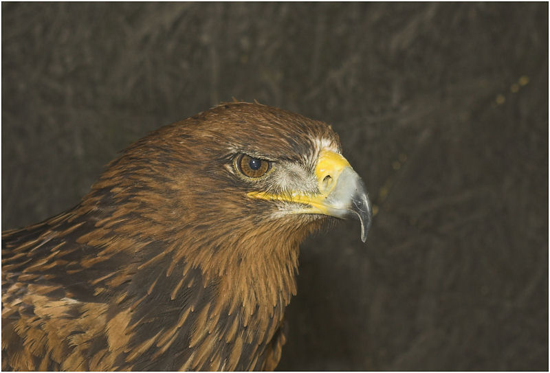 MONTS CORNWALL/KERNOW: CORNISH BIRDS OF PREY 4 RAPTORS.