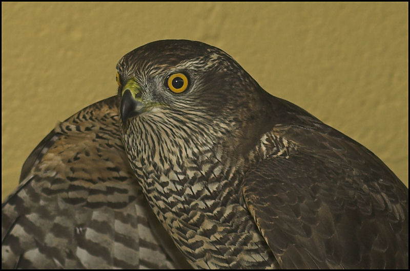 MONTS CORNWALL/KERNOW: CORNISH BIRDS OF PREY 4 RAPTORS.