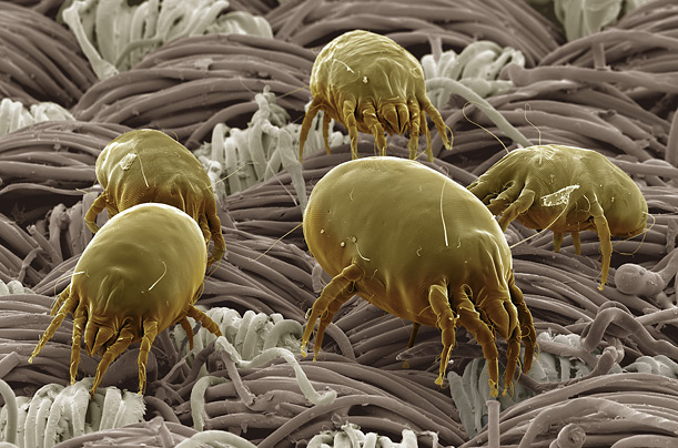 Hygientech Solutions: The Life Cycle of Dust Mites
