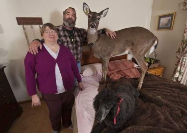 Homesick Alien: Humans Are Weird: Pets