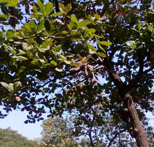 Prakruti -Mother Nature: Temple &Tree Tour, Part 3 at Jogeshwari-