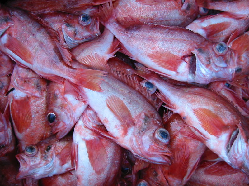 NH Sustainable Marine Fisheries: Maine Public Broadcasting Network does ...