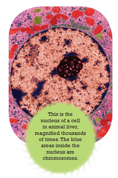 Under the Microscope In Your Food: Inside Food Cells