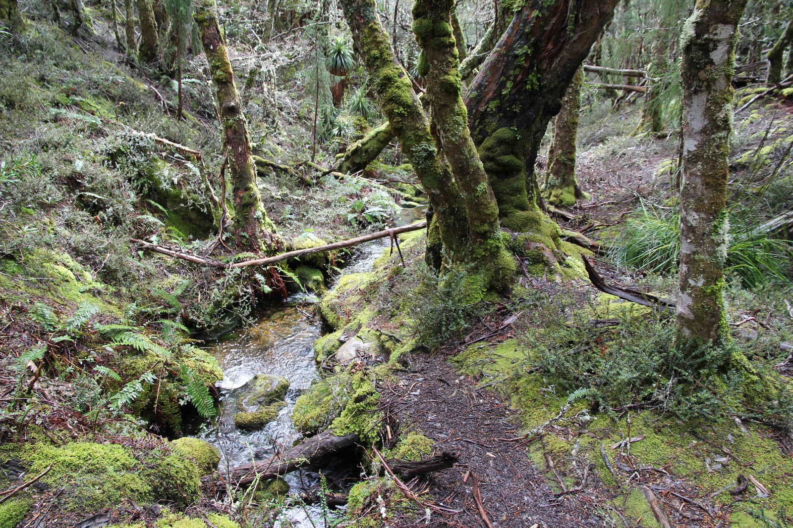 Nature Scribe: December 2010