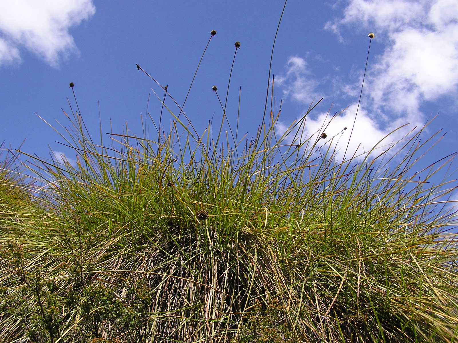 Nature Scribe: December 2010