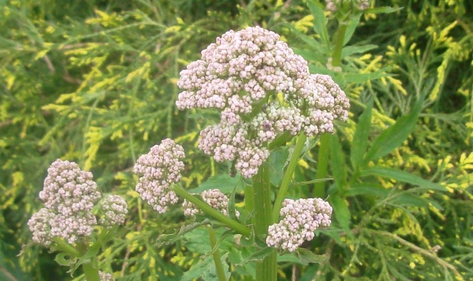 The Essential Herbal Blog: Morning Garden Walk