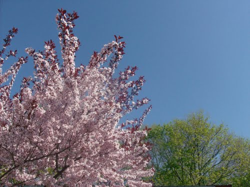 The Essential Herbal Blog: Beautiful April Heat Wave