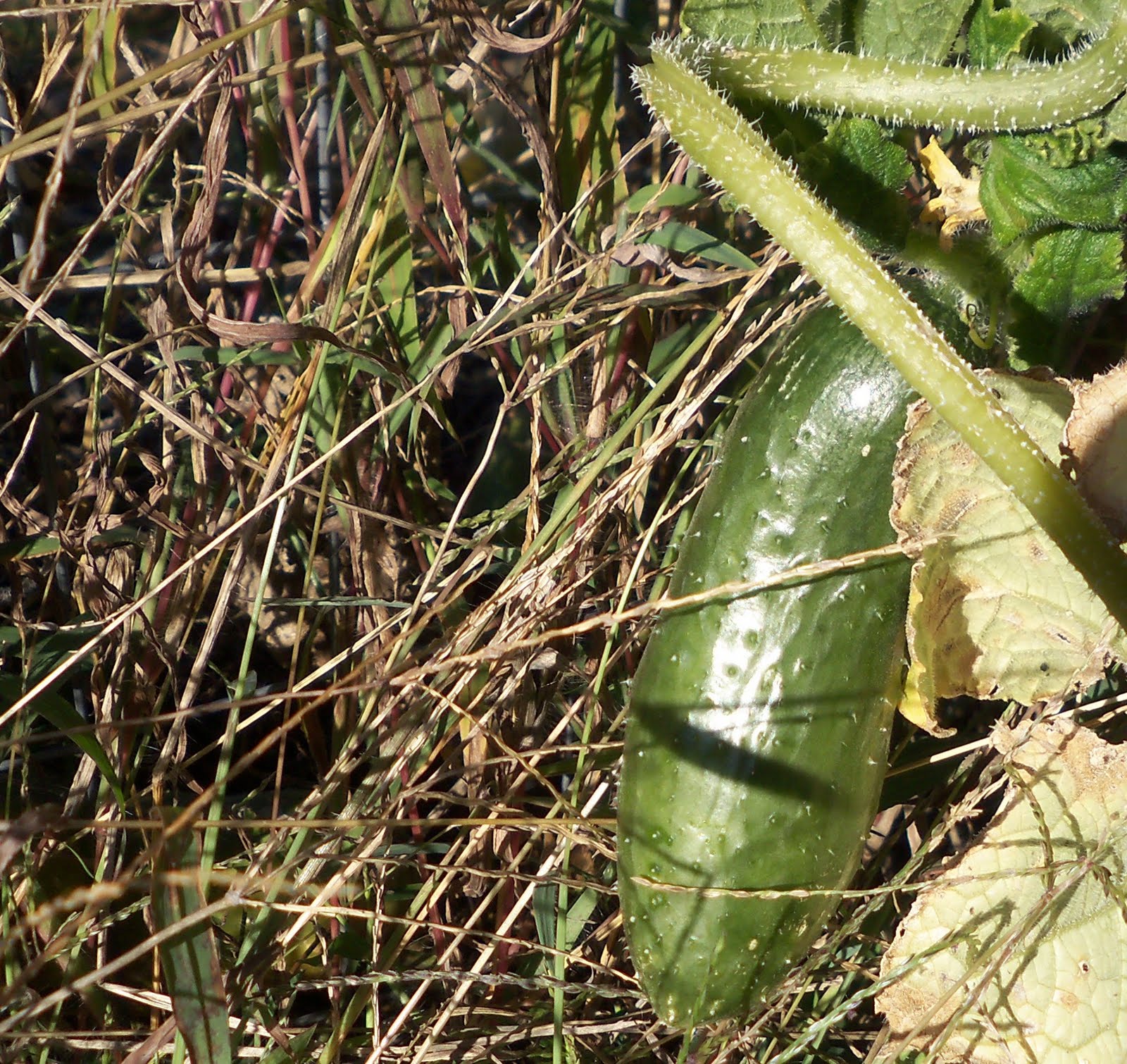 The Essential Herbal Blog: No gettin' around it... fall is here.